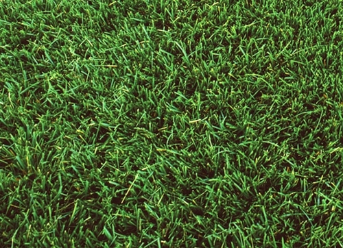 Our Sod | Ameri-Turf Sod and Landscape Supply