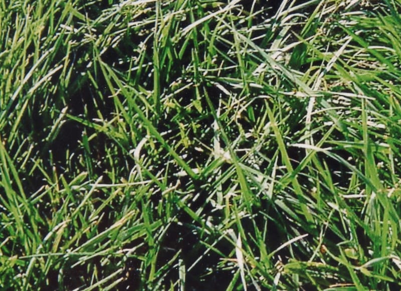 Our Sod | Ameri-Turf Sod and Landscape Supply