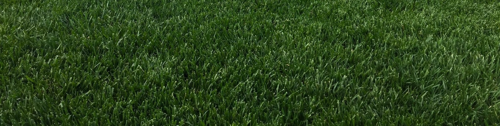 Our Sod | Ameri-Turf Sod and Landscape Supply